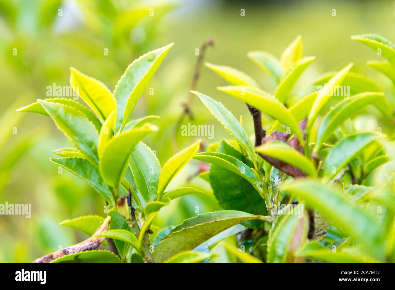 Tea leaf on Happy Valley Tea Estate in Darjeeling, West Bengal, India ...