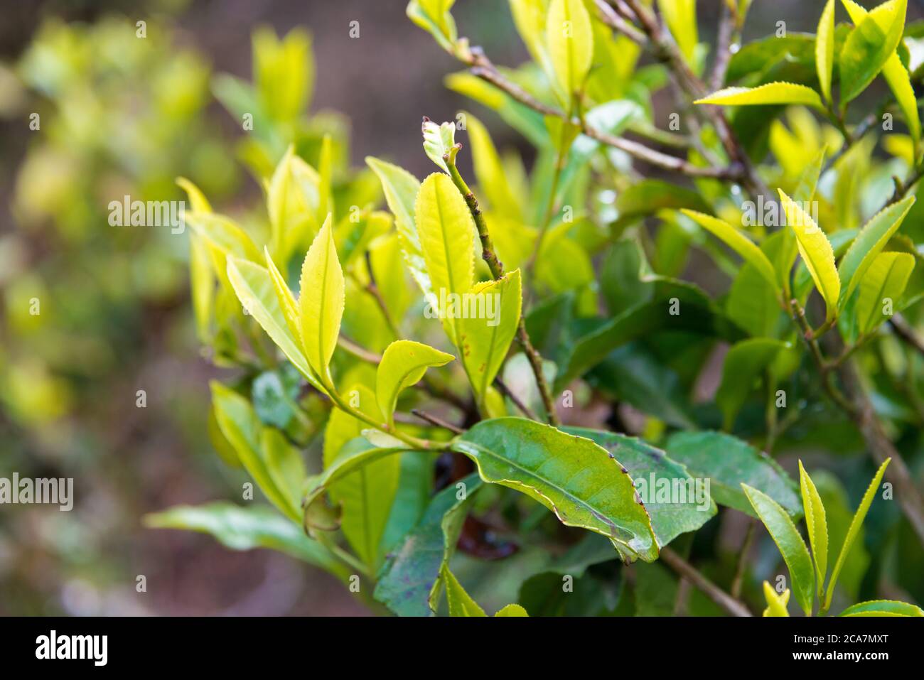 Tea leaf on Happy Valley Tea Estate in Darjeeling, West Bengal, India ...