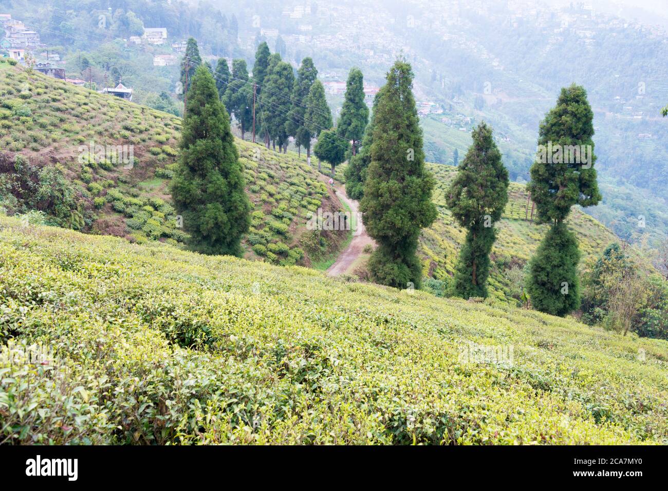Tea Plantations at Happy Valley Tea Estate in Darjeeling, West Bengal ...