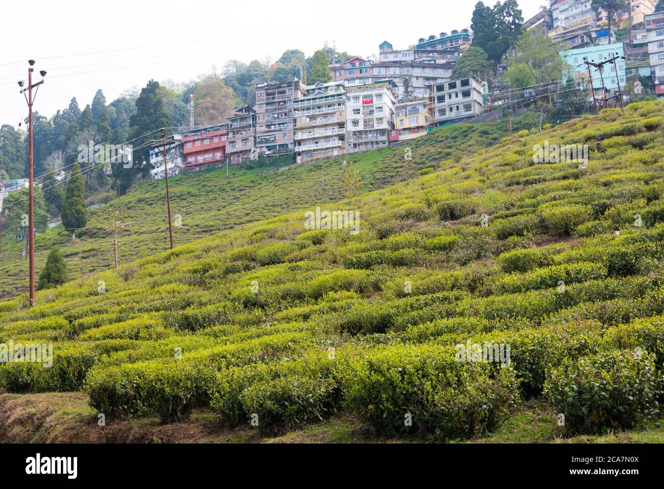 Tea Plantations at Happy Valley Tea Estate in Darjeeling, West Bengal ...
