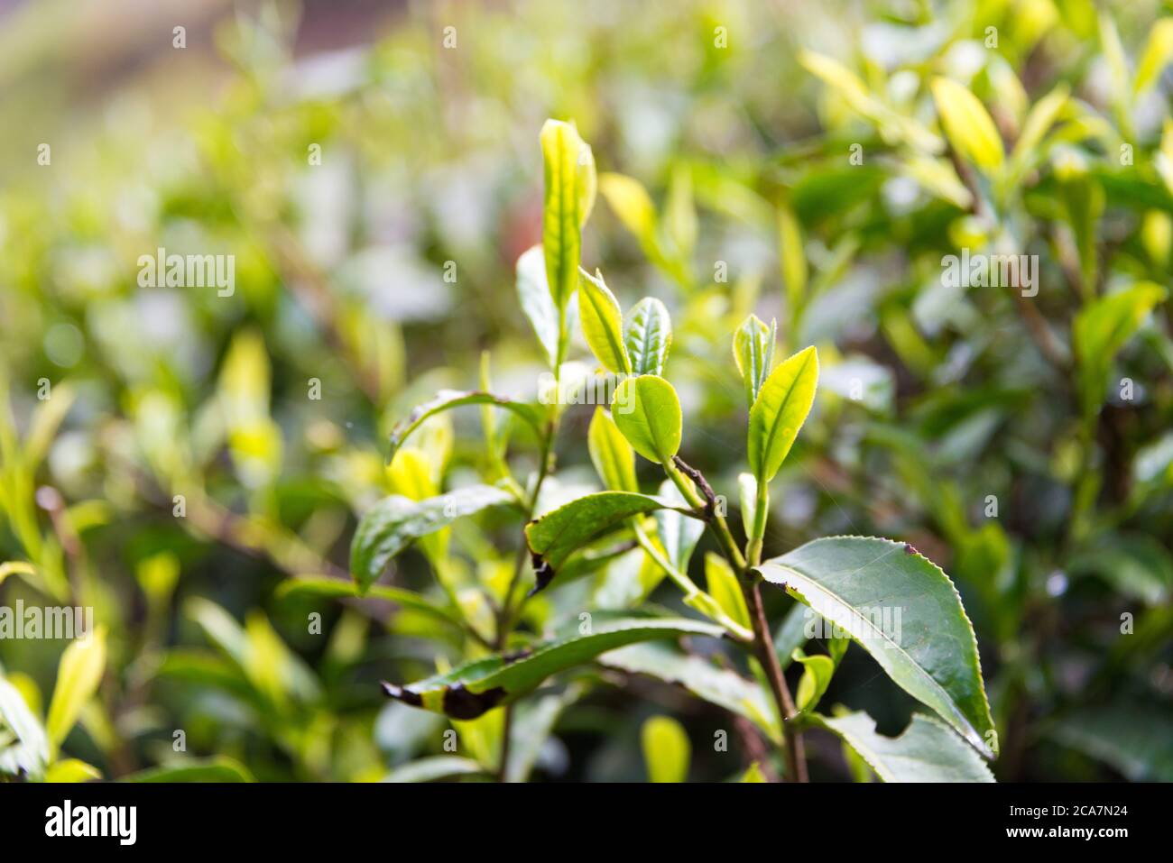 Tea leaf on Happy Valley Tea Estate in Darjeeling, West Bengal, India ...