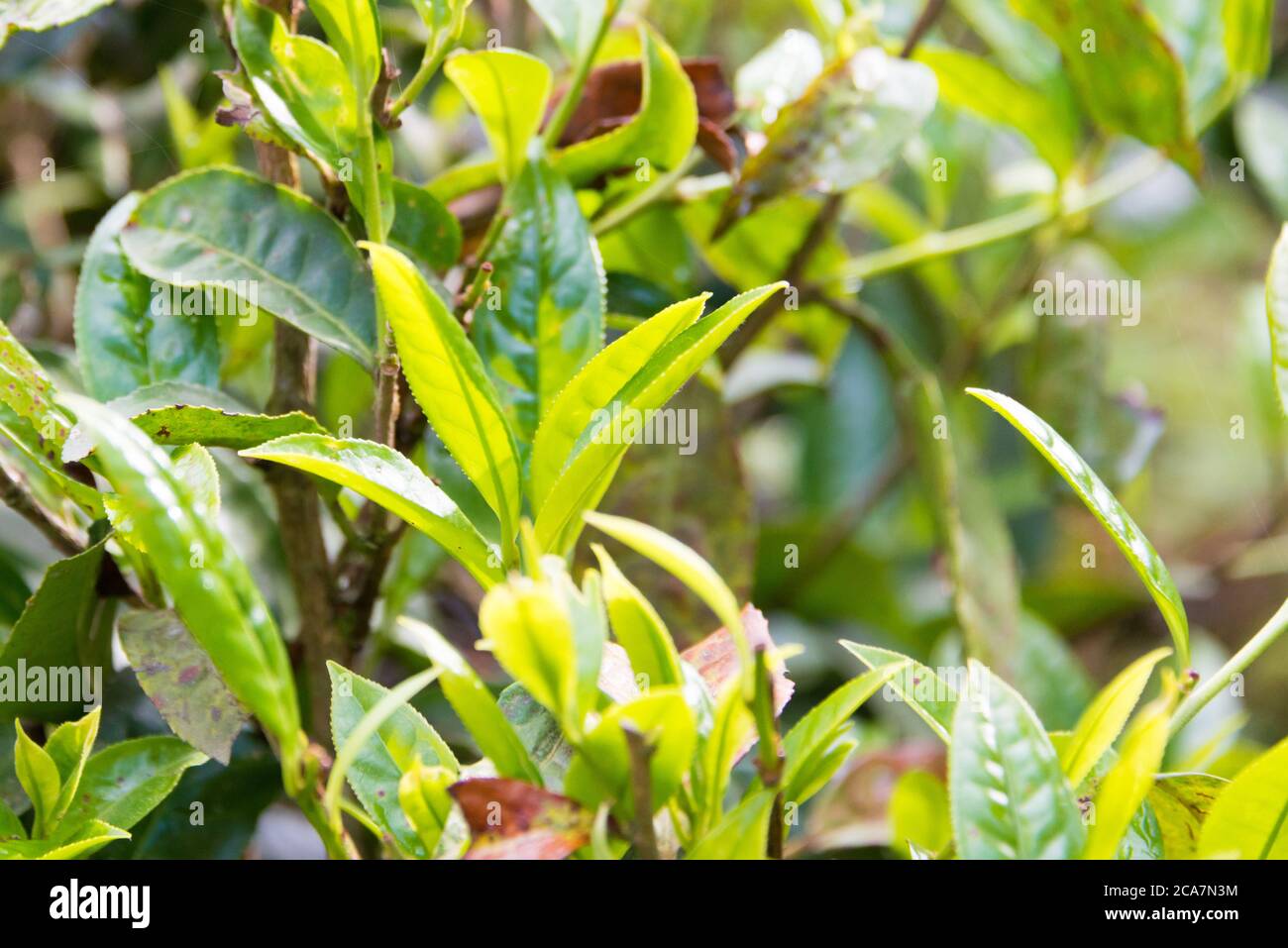 Tea leaf on Happy Valley Tea Estate in Darjeeling, West Bengal, India ...