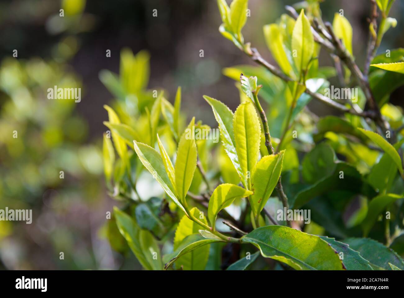 Tea leaf on Happy Valley Tea Estate in Darjeeling, West Bengal, India ...