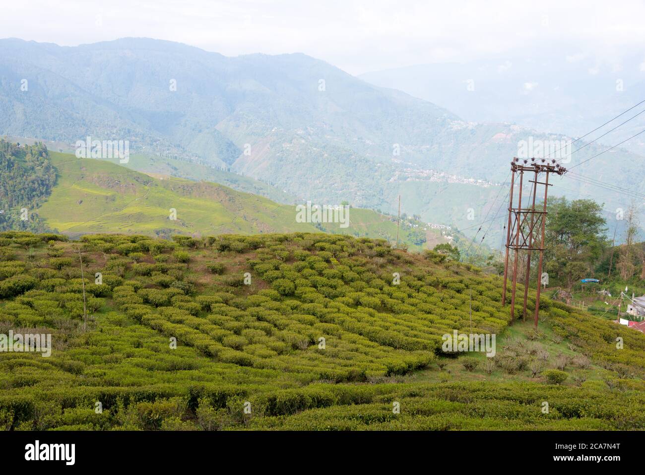 Tea Plantations at Happy Valley Tea Estate in Darjeeling, West Bengal ...