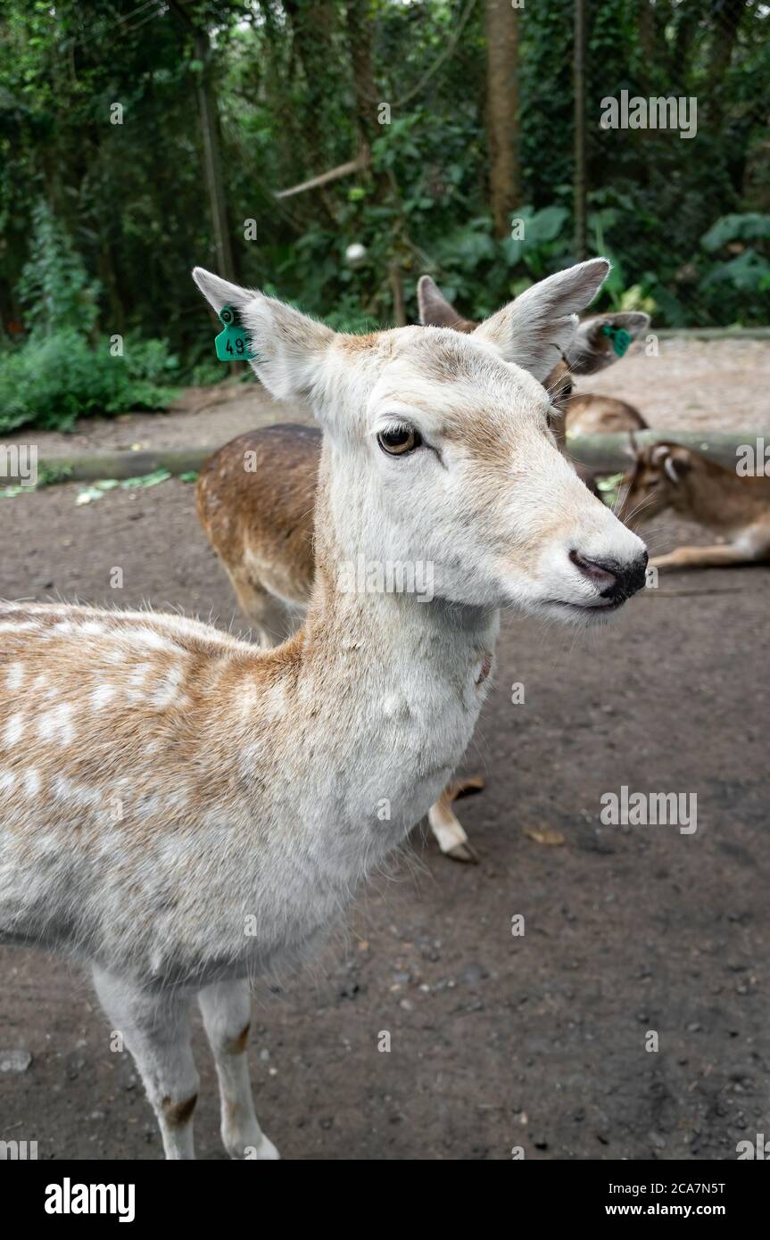 Portrait of an albine female Fallow deer (Dama dama - a ruminant mammal ...