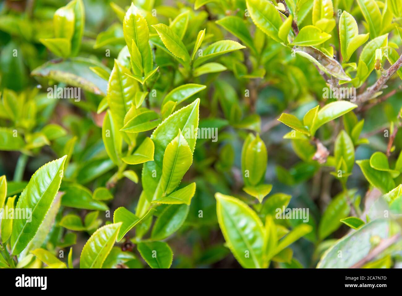 Tea leaf on Happy Valley Tea Estate in Darjeeling, West Bengal, India ...