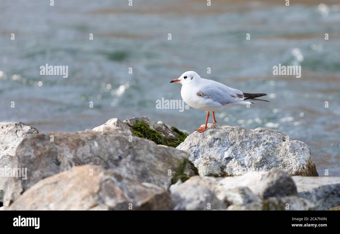 Seagull standing in water hi-res stock photography and images - Alamy