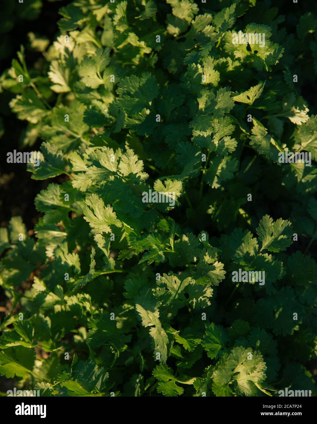 cilantro leaves as it grows Stock Photo - Alamy