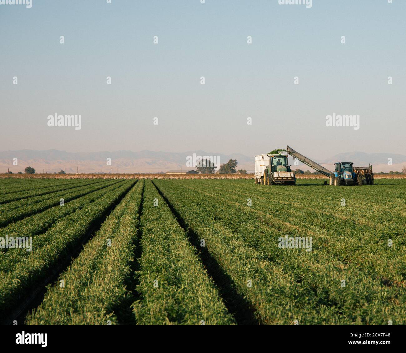 Basil harvester hi-res stock photography and images - Alamy
