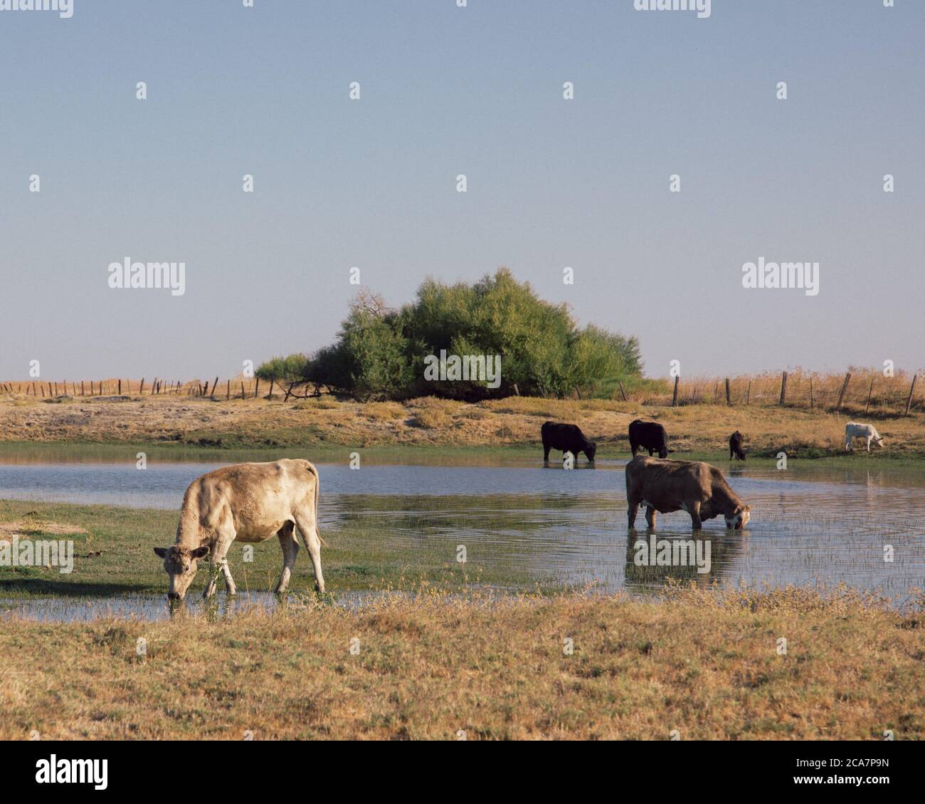 Raising Livestock In California