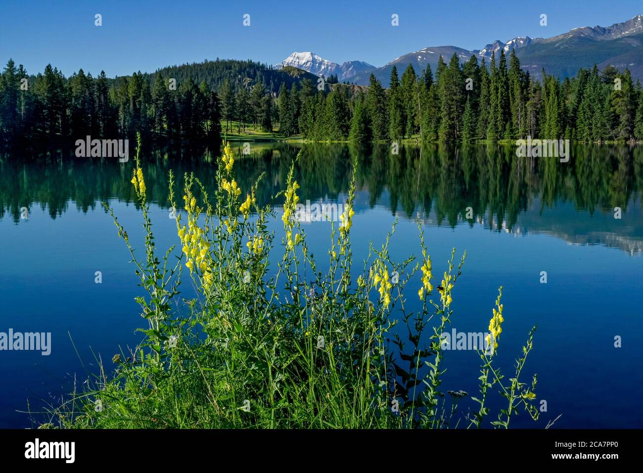 Wildflowers, Lac Beauvert, Jasper National Park, Alberta Stock Photo ...