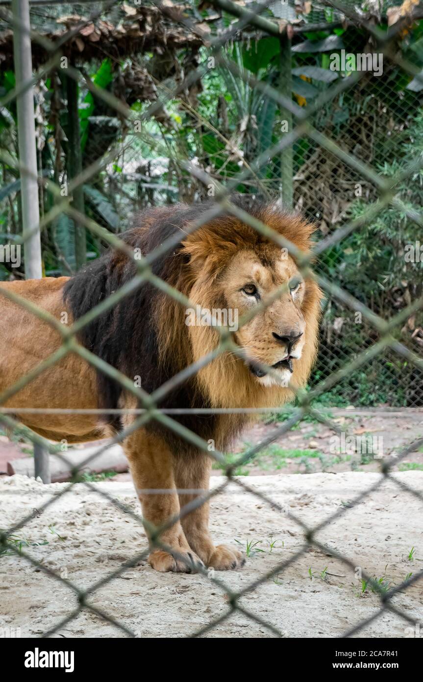 Inside the lion king hi-res stock photography and images - Alamy