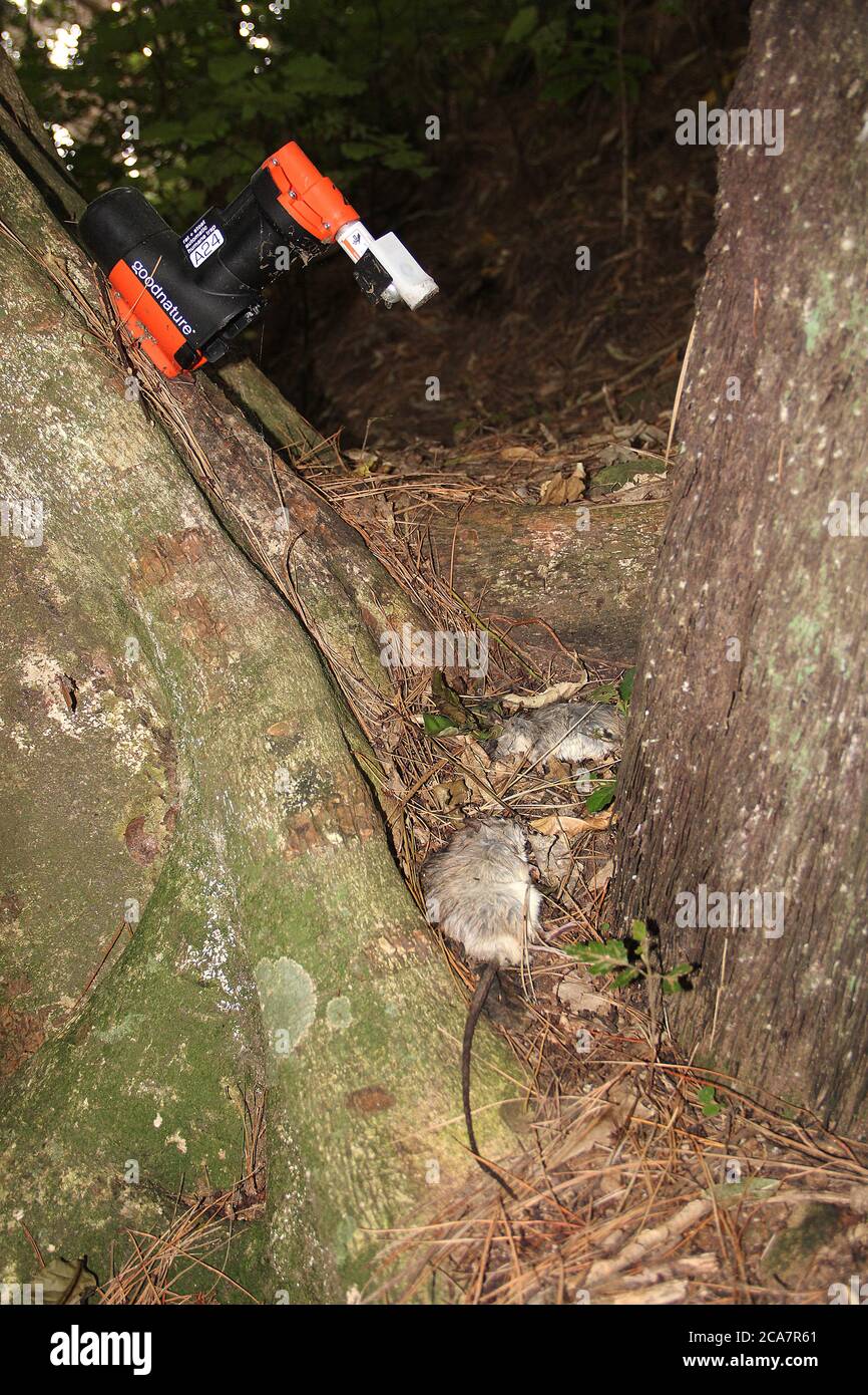 Automated self-setting rat trap Stock Photo - Alamy