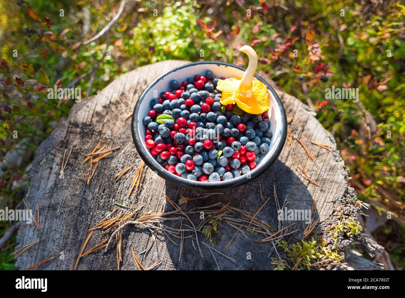 Finnish lapland summer berries hi-res stock photography and images - Alamy