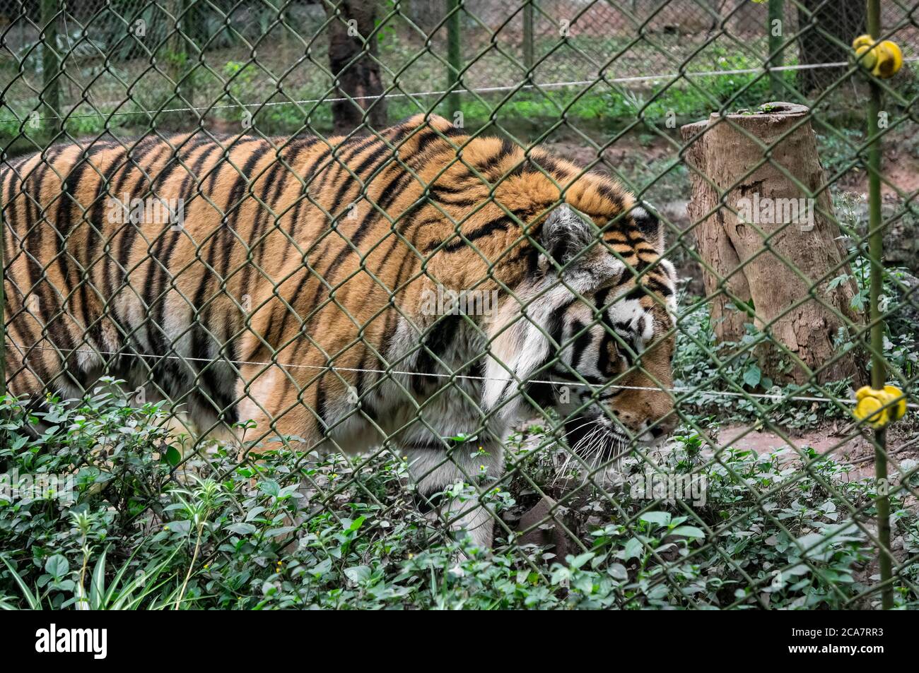 A Belgal tiger (Panthera tigris tigris - A big wild cat native to the ...
