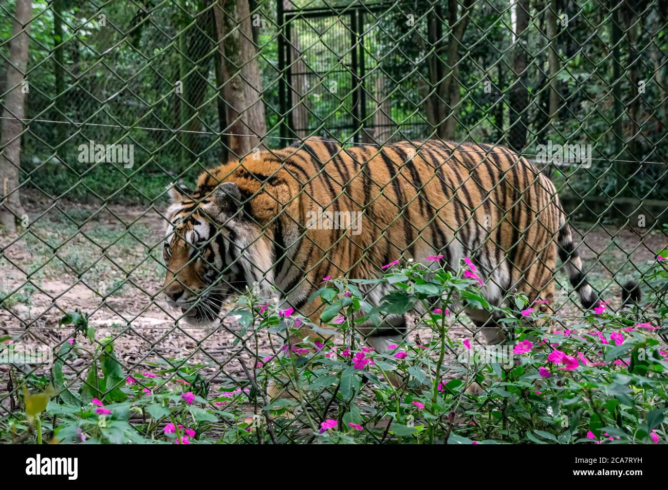 A Belgal tiger (Panthera tigris tigris - A big wild cat native to the ...