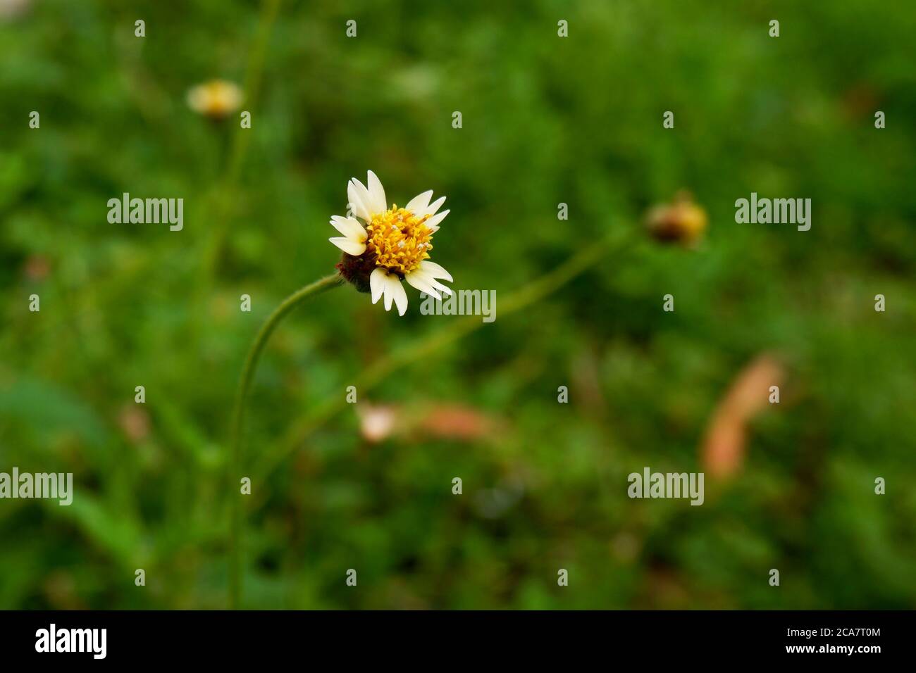 a view of tiny grass flower isolated in garden Stock Photo - Alamy