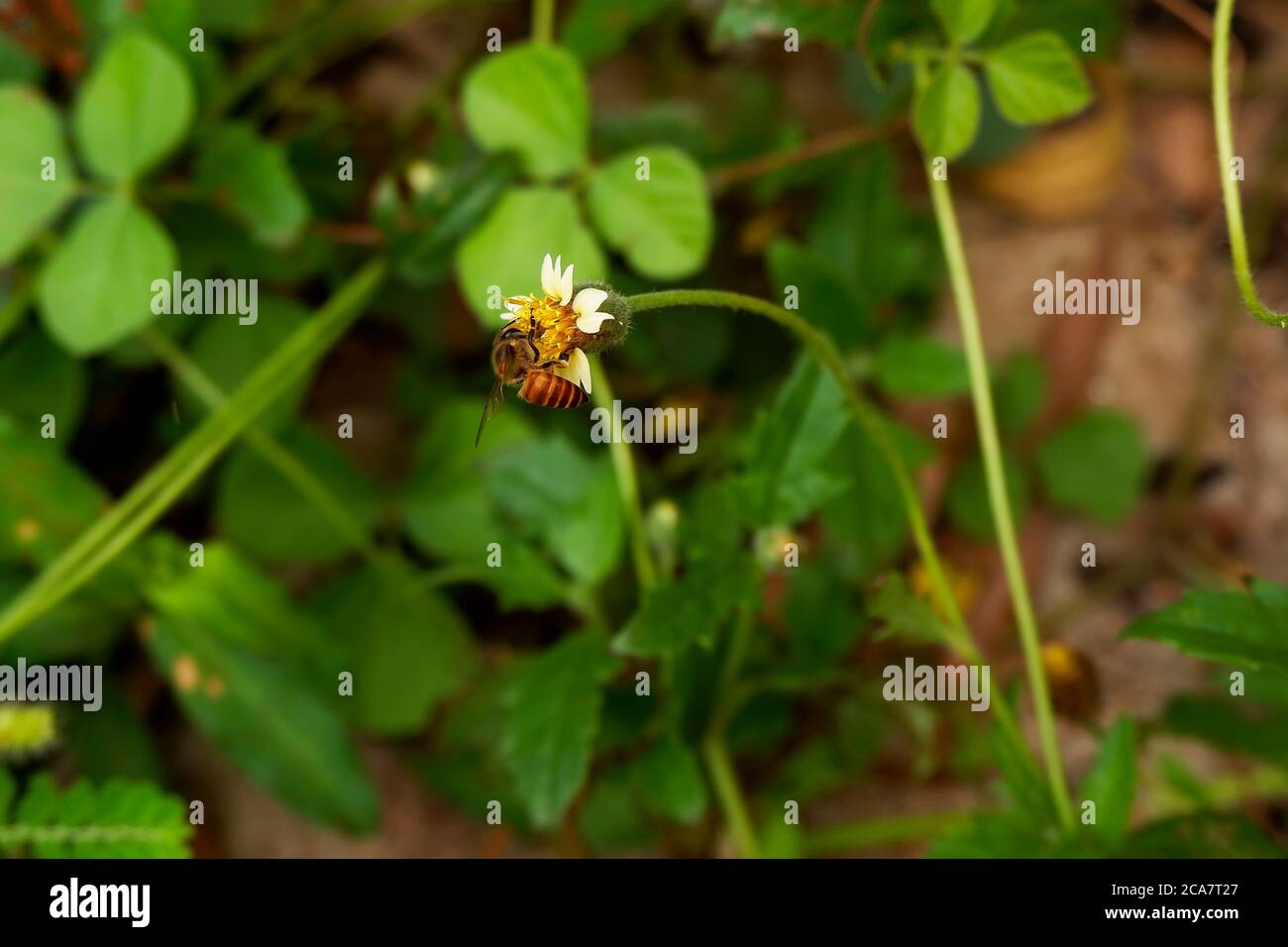 Bee in the grass hi-res stock photography and images - Alamy