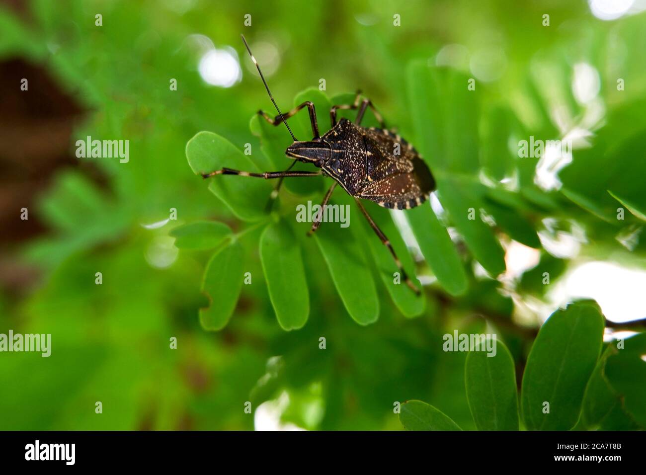a close shot of black insect isolated on tamarind leaves Stock Photo ...