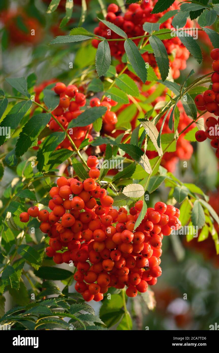 Sorbus sibirica hi-res stock photography and images - Alamy