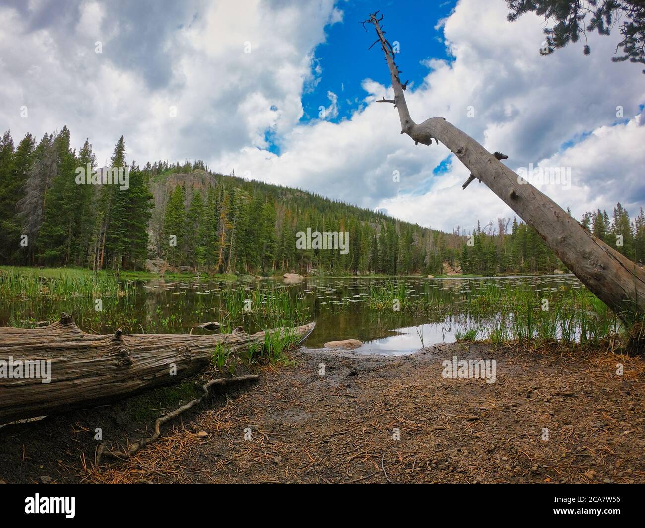 Nymph lake in rocky mountain national park colorado. Tree limb reaches ...