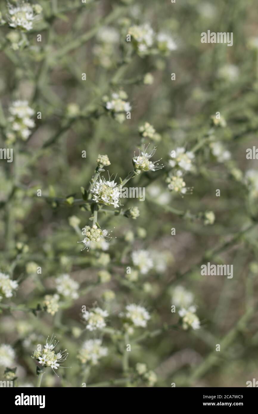 Raceme Flowers