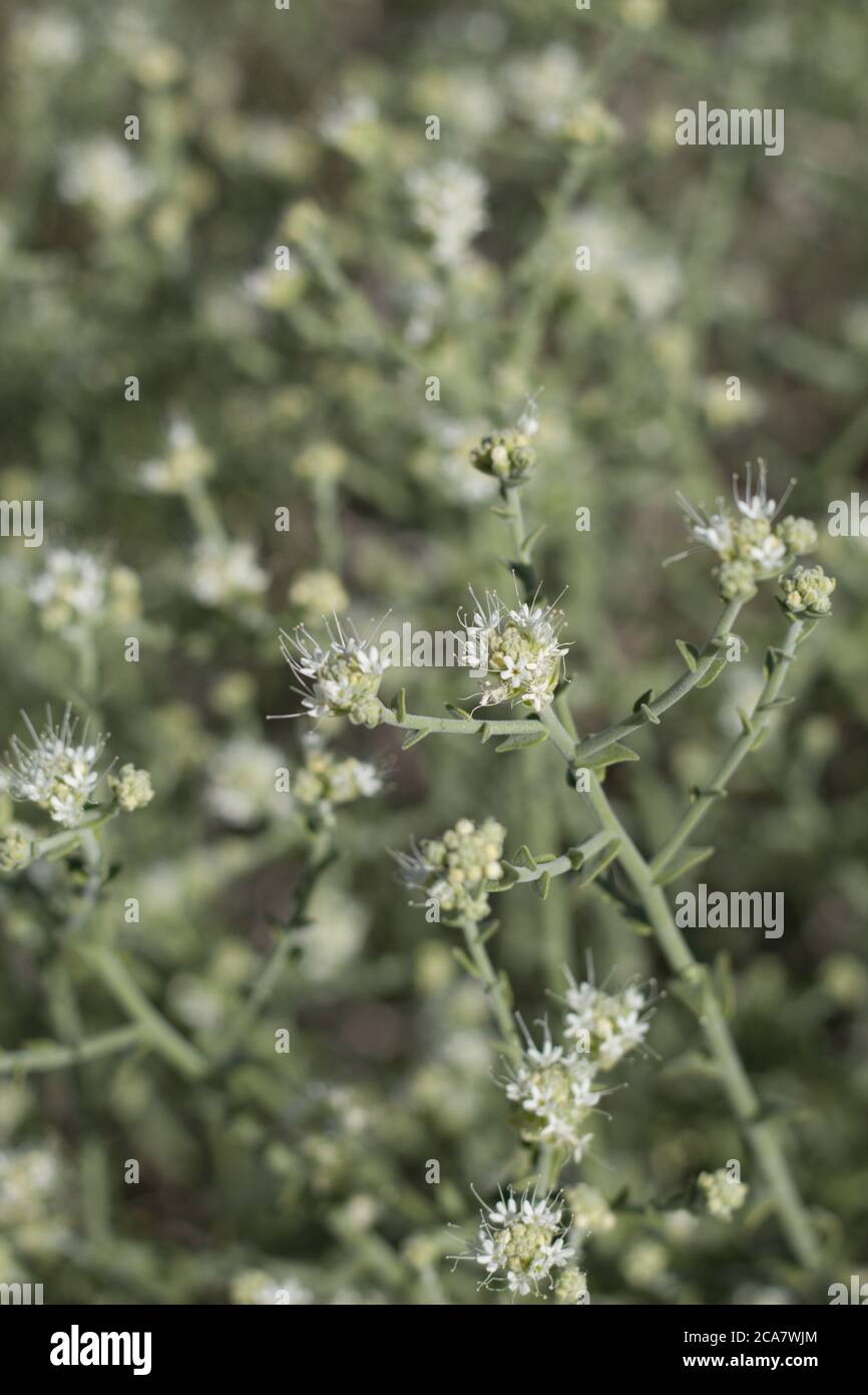 Raceme flowers of Narrowleaf Sandpaper, Petalonyx Thurberi, Loasaceae ...