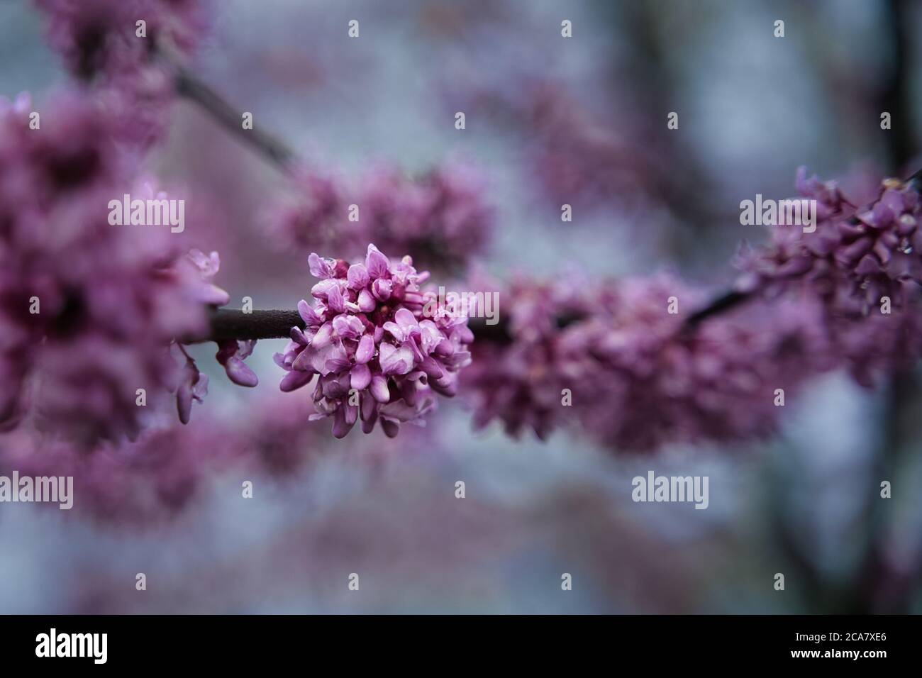Budding flowers hi-res stock photography and images - Alamy