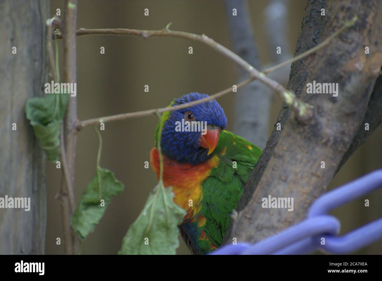 Peaking out from tree hi-res stock photography and images - Alamy