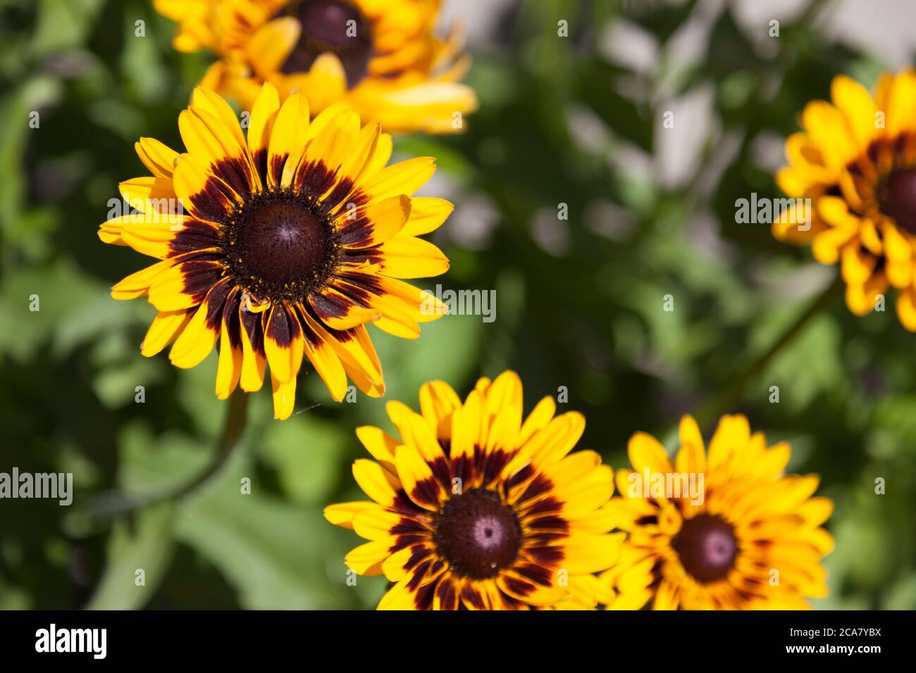 yellow flowers with black and red in the middle seen from above Stock ...