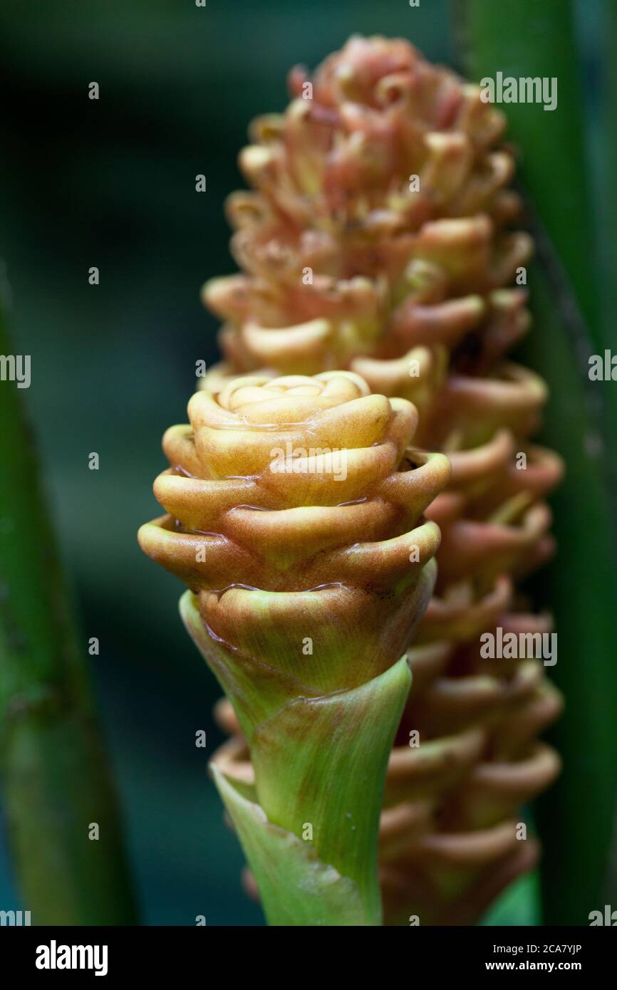 Beehive Ginger (Zinziber spectabile). June 2010. Kuala Lumpur Butterfly ...