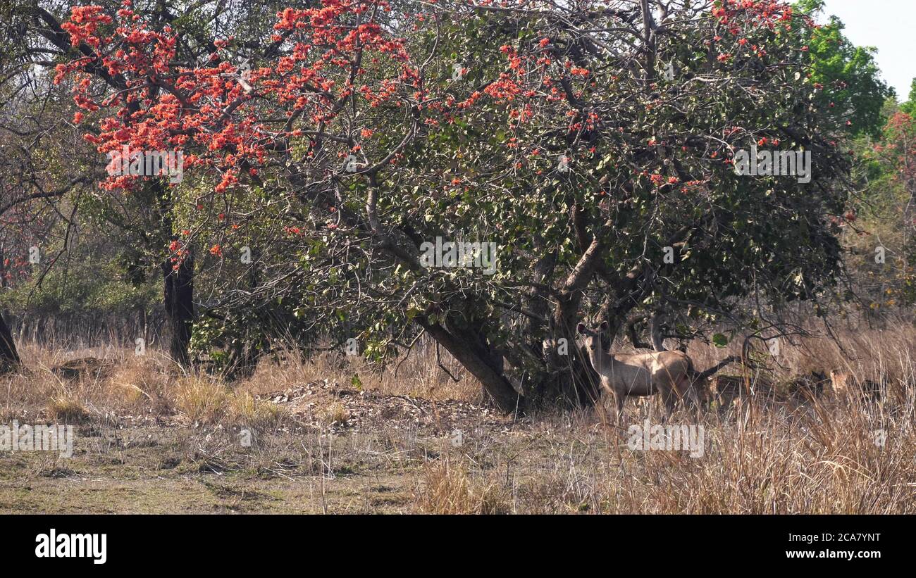 sambar deer doe under a flame of forest tree at tadoba reserve Stock ...