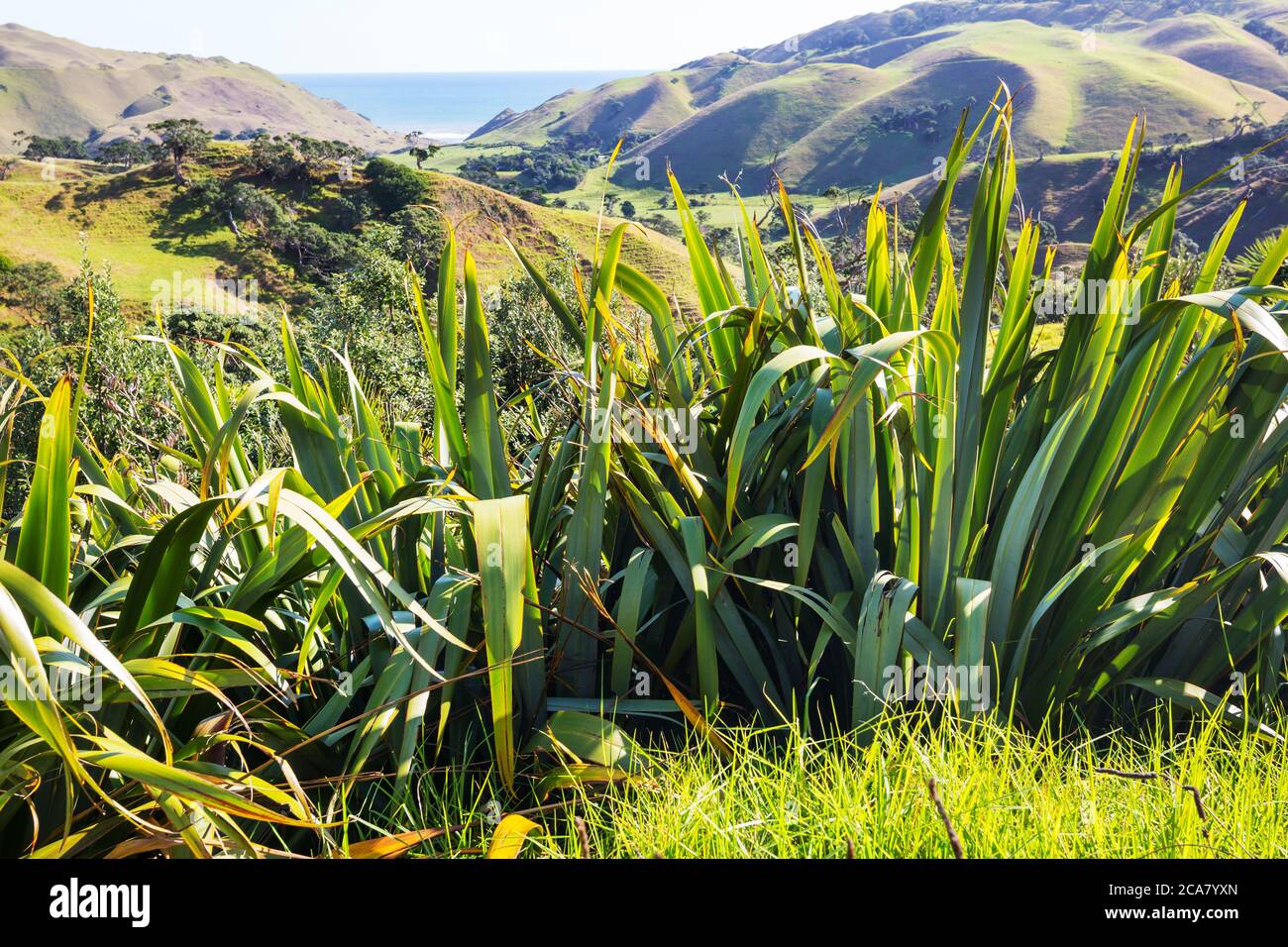 Beautiful rural landscape of the New Zealand - green hills and trees ...