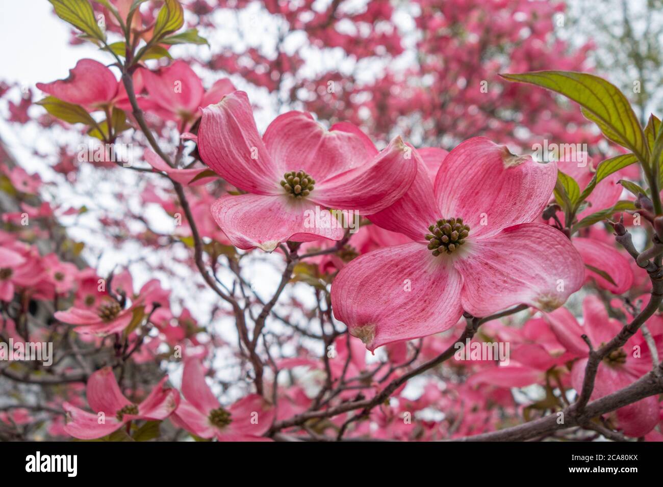 Pink tree Dogwood Blossoms close up at a public park Stock Photo - Alamy