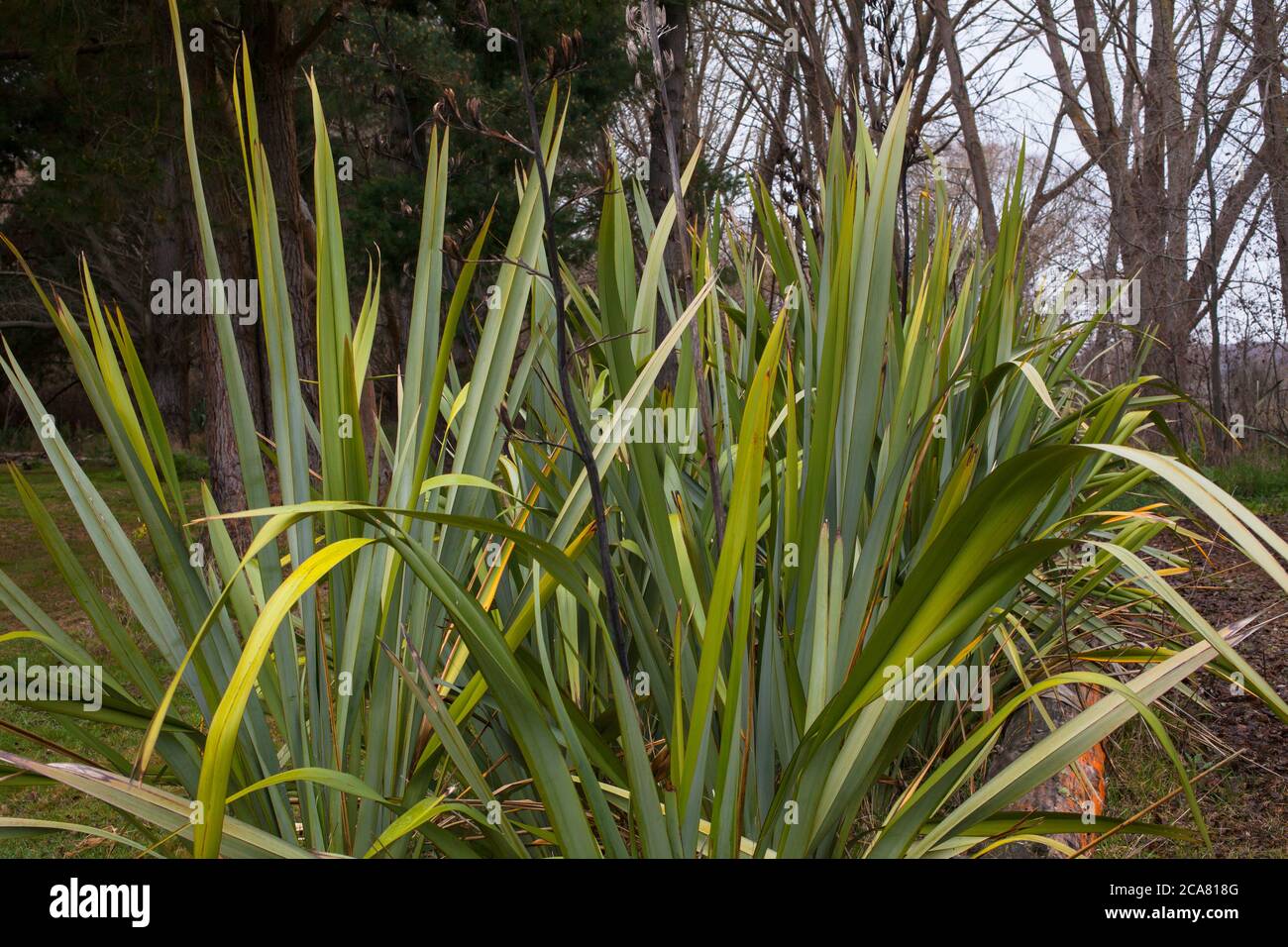 Phormium New Zealand Flax High Resolution Stock Photography and Images ...