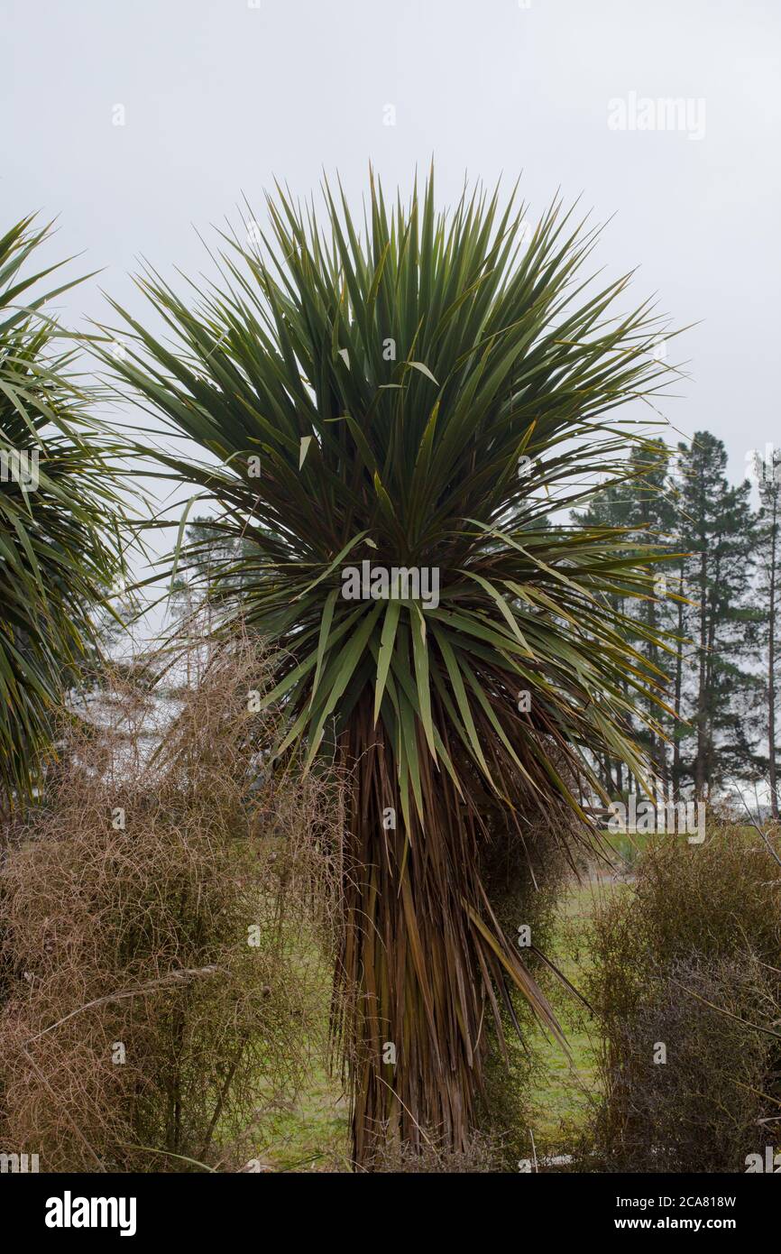 New Zealand Countryside: Cabbage Trees Stock Photo - Alamy