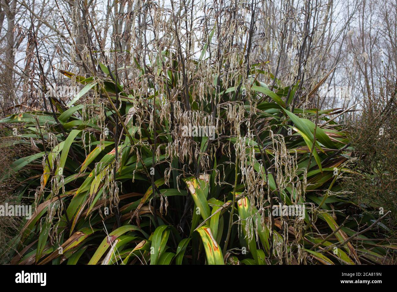 Harakeke hi-res stock photography and images - Alamy