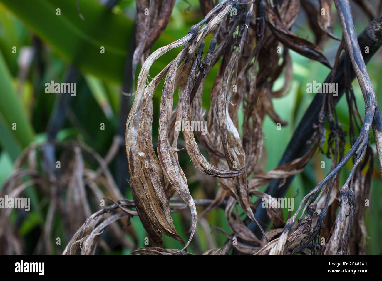 New Zealand Countryside: Flax Plants Stock Photo - Alamy