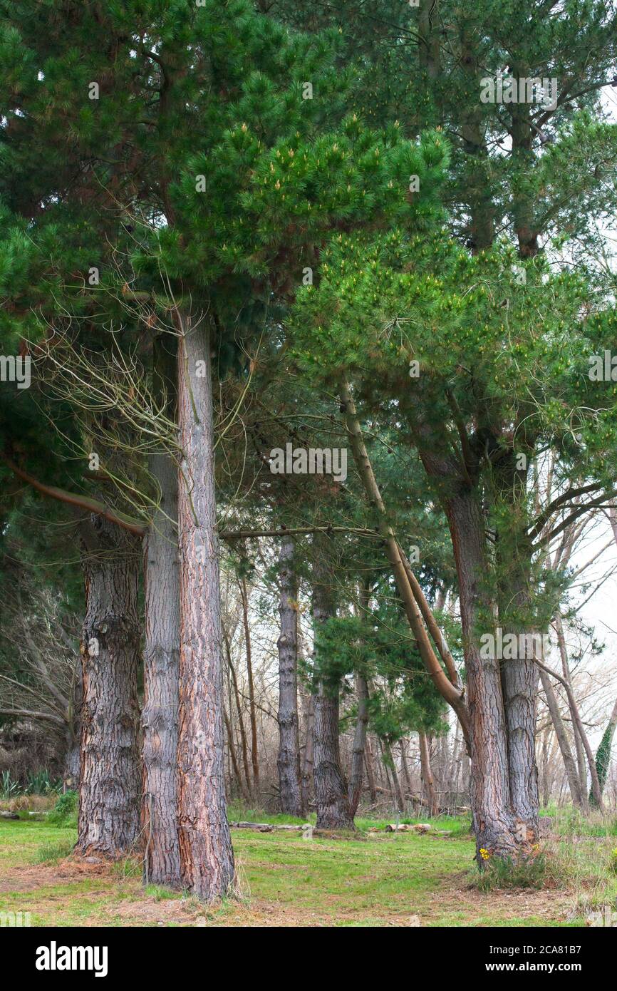 New Zealand Countryside: Pine Trees Stock Photo - Alamy