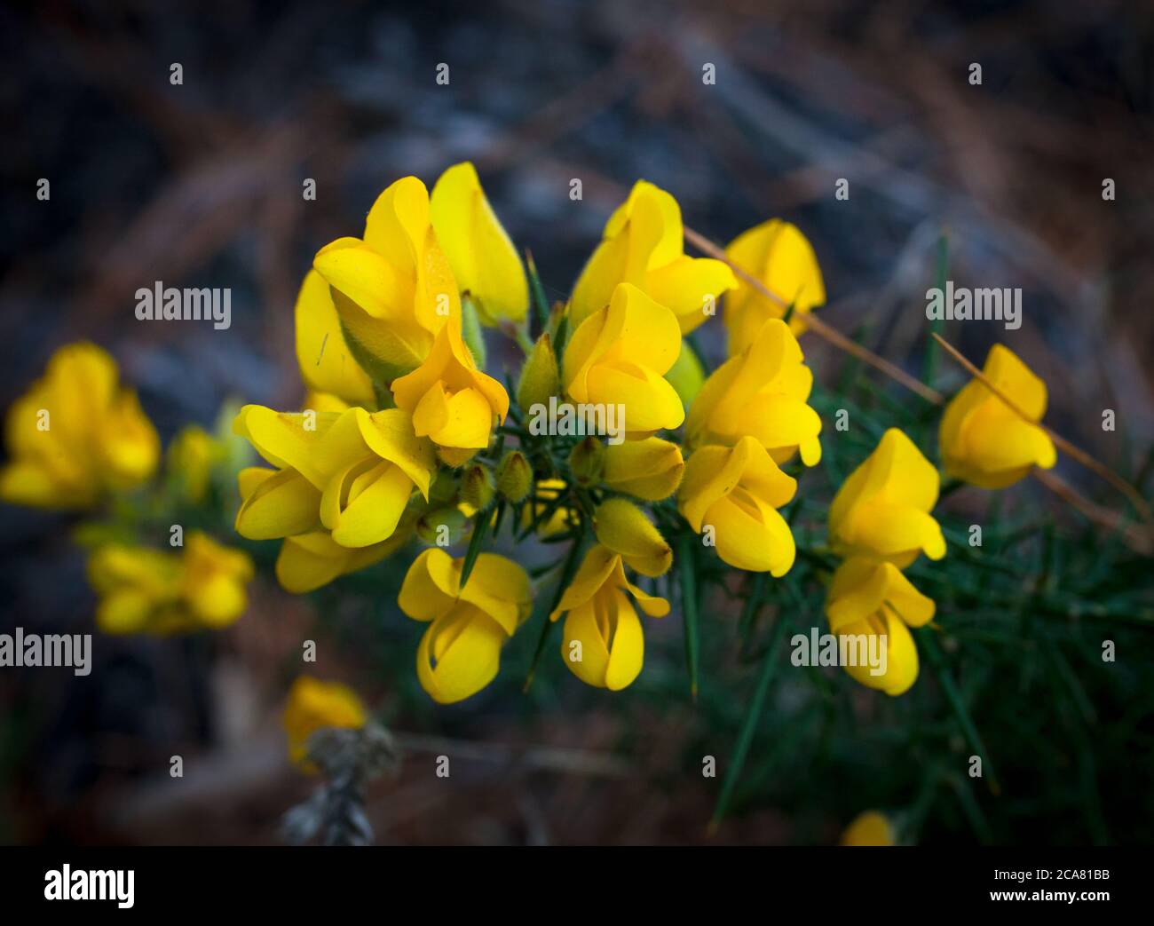 New Zealand Countryside: Gorse flowers (Ulex). Gorse hedges Stock Photo ...