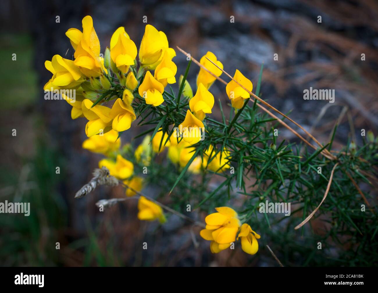 Ulex species hi-res stock photography and images - Alamy