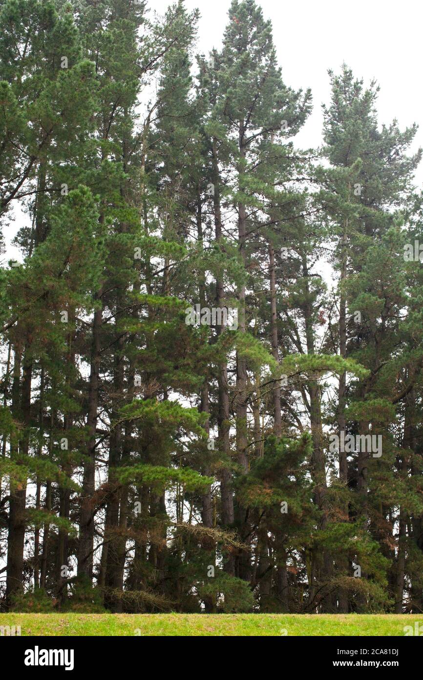 New Zealand Countryside: Pine Trees Stock Photo - Alamy