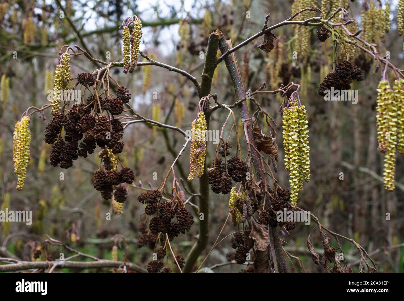 New Zealand Countryside: Alder (Alnus) belonging to the birch family ...