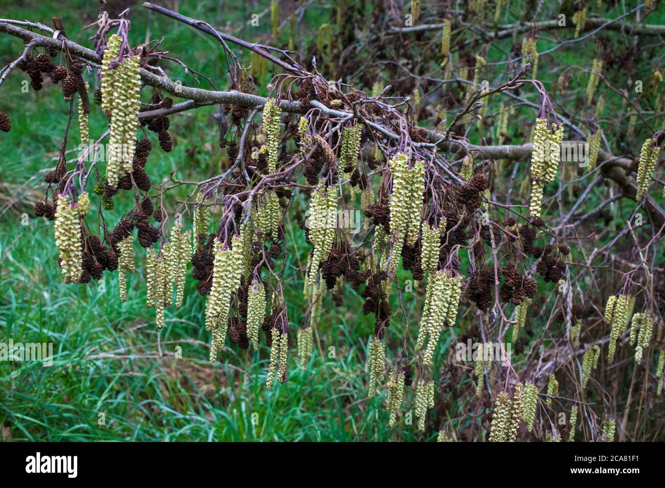 New Zealand Countryside: Alder (Alnus) belonging to the birch family ...