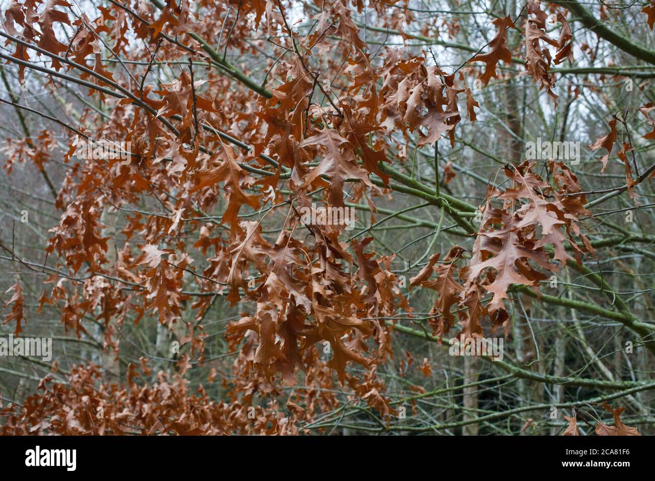 New Zealand Countryside: Oak Trees Stock Photo - Alamy