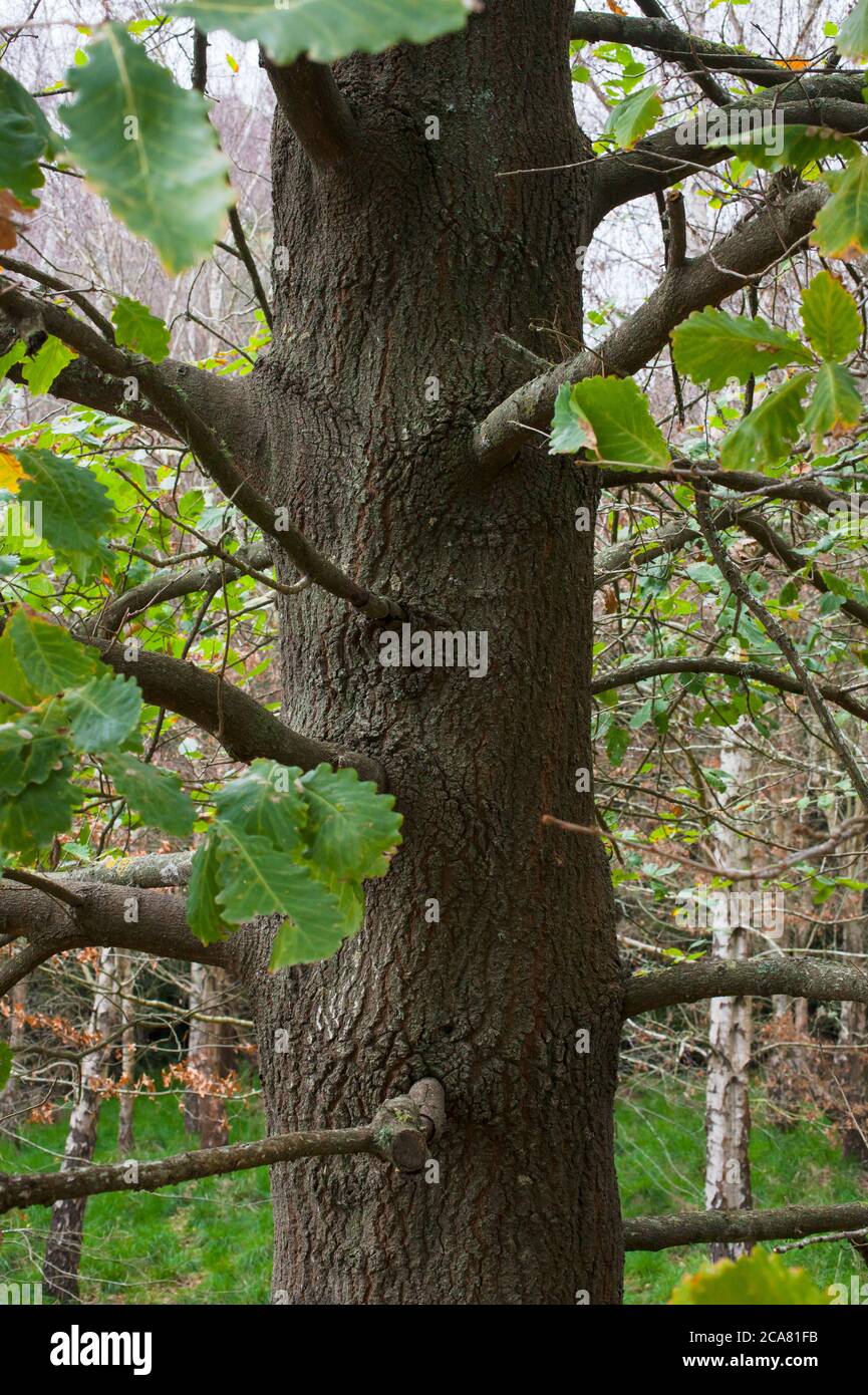 New Zealand Countryside: Oak Trees Stock Photo - Alamy
