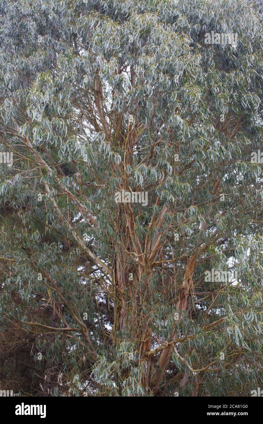 New Zealand Countryside: Eucalyptus Trees (Blue Gum). (Myrtaceae ...