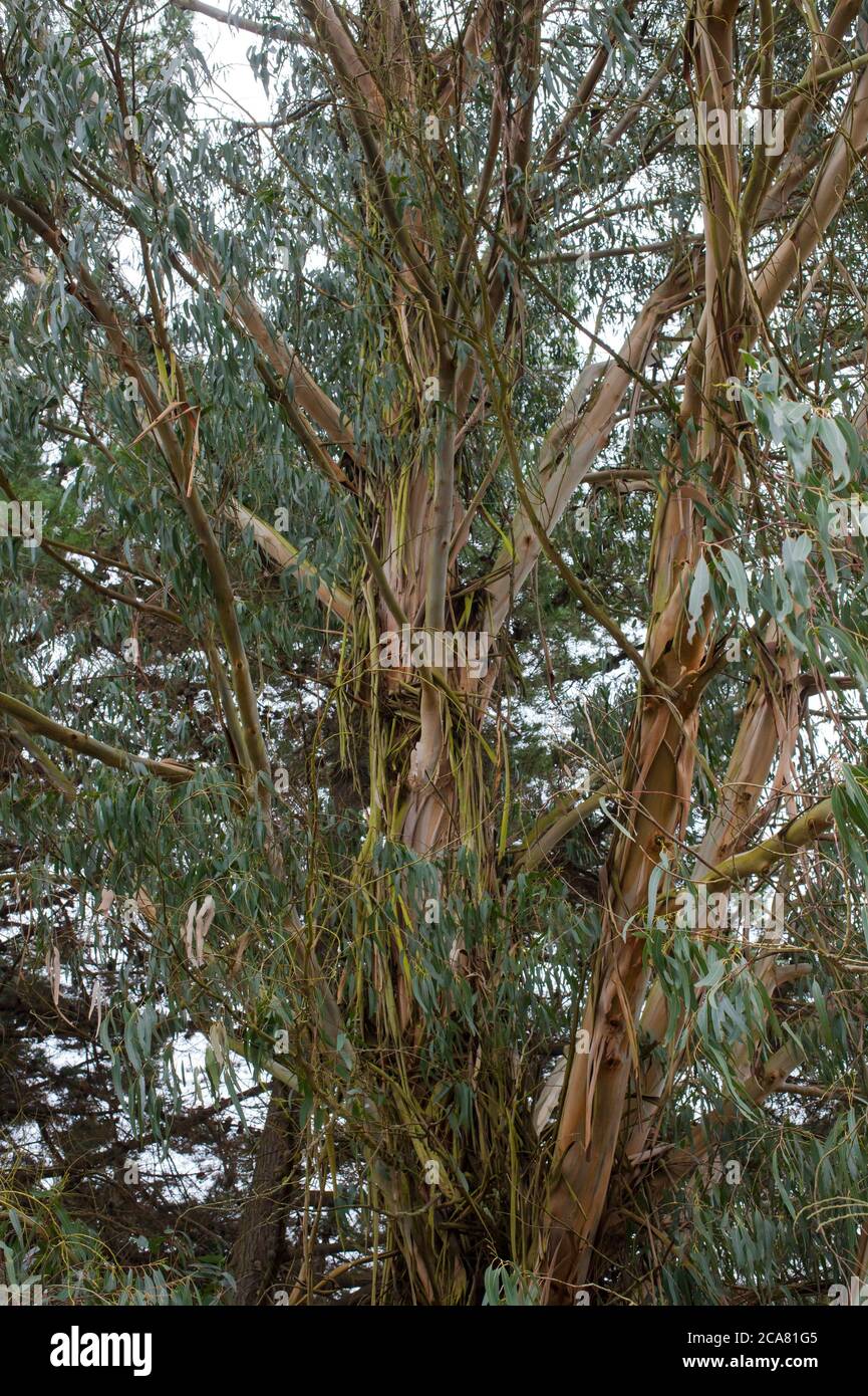 New Zealand Countryside: Eucalyptus Trees (Blue Gum). (Myrtaceae ...
