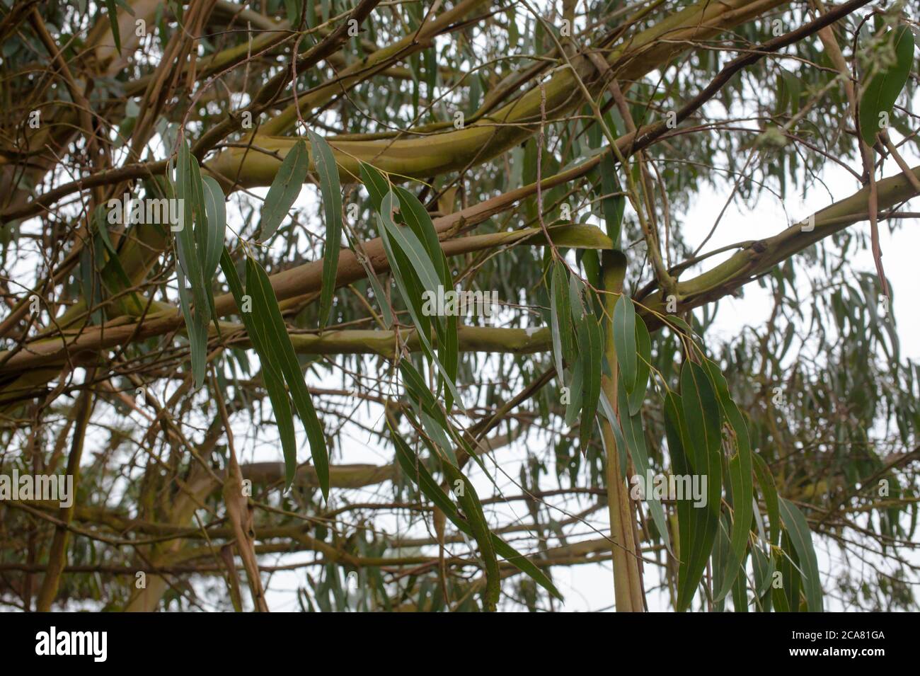 New Zealand Countryside: Eucalyptus Trees (Blue Gum). (Myrtaceae ...