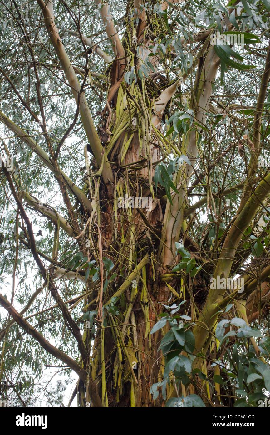 New Zealand Countryside: Eucalyptus Trees (Blue Gum). (Myrtaceae ...